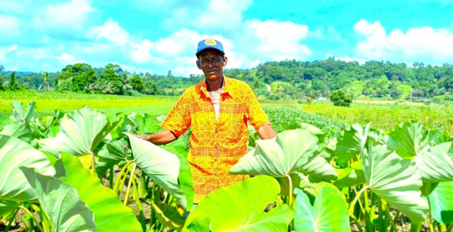 Dalo demand doubles Published By The Fiji Times: April 16, 2024 ...